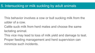 Common vices of animals (livestock) | PPTX