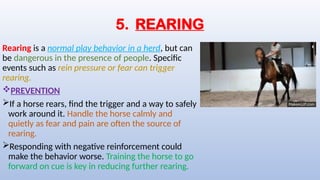 Common Vices Of Horses With Their Preventive Measures.pptx