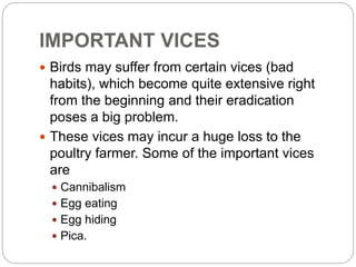 Common vices of poultry and their prevention | PPTX