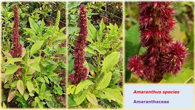 Identification of Common weeds and plants | PDF | Gardening | Home & Garden