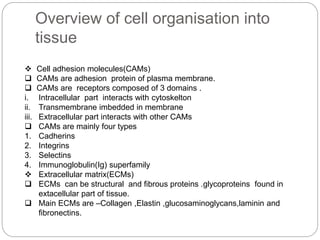 Communication between cells and their environment.pptx
