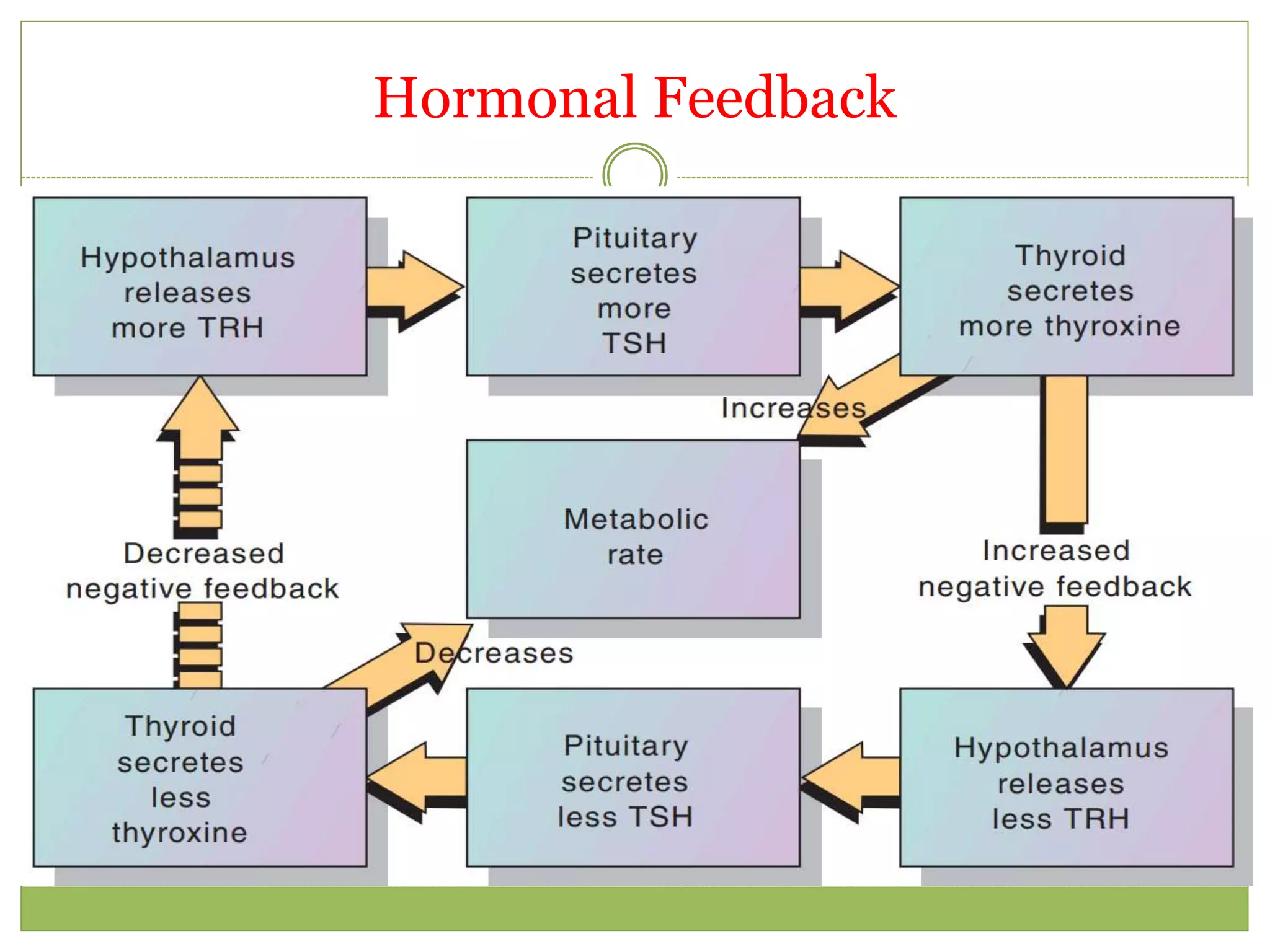 The Endocrine System and Chemical Messengers | PPTX