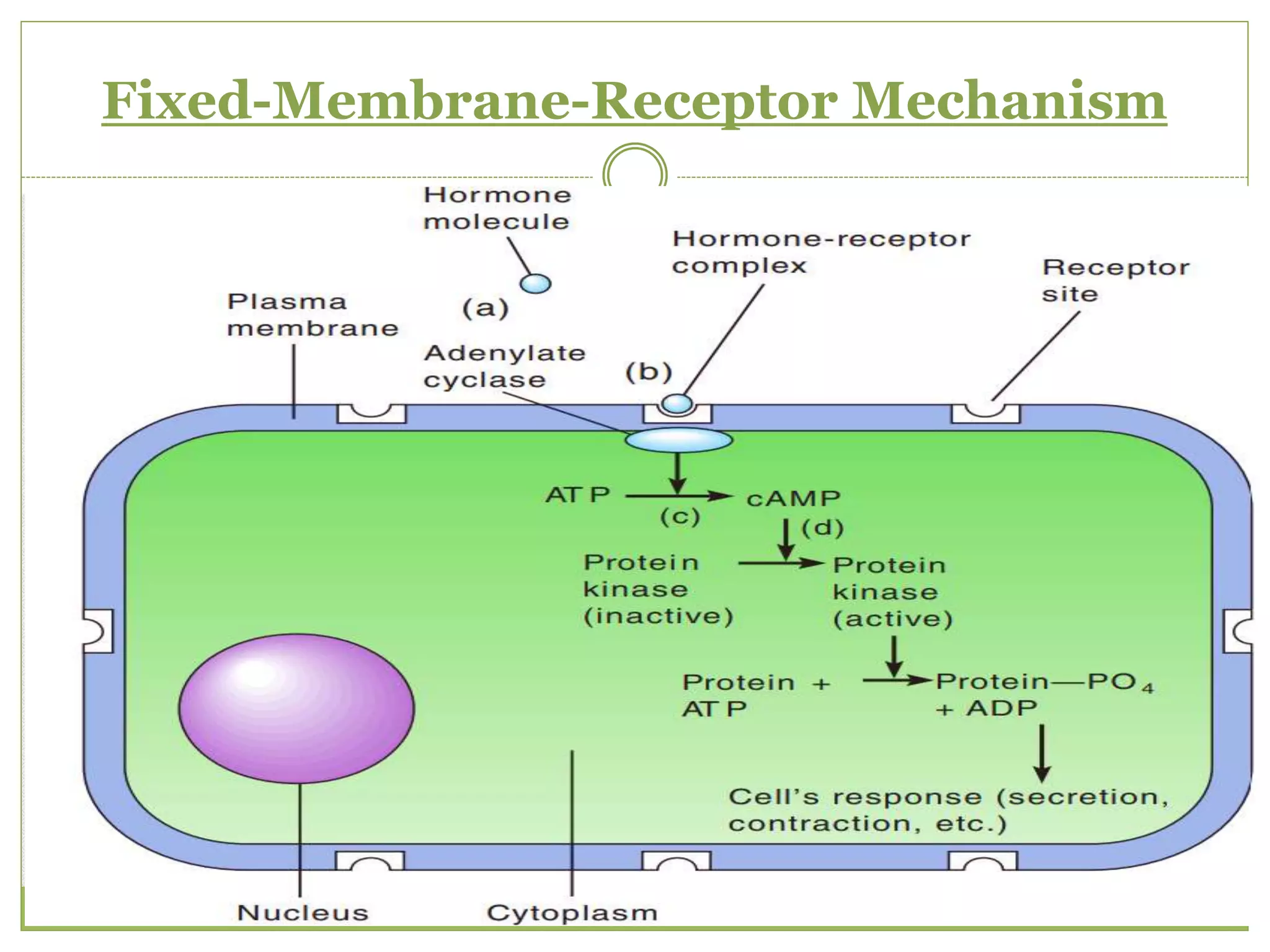 The Endocrine System and Chemical Messengers | PPTX