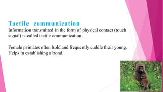 Communication in mammals | PPTX