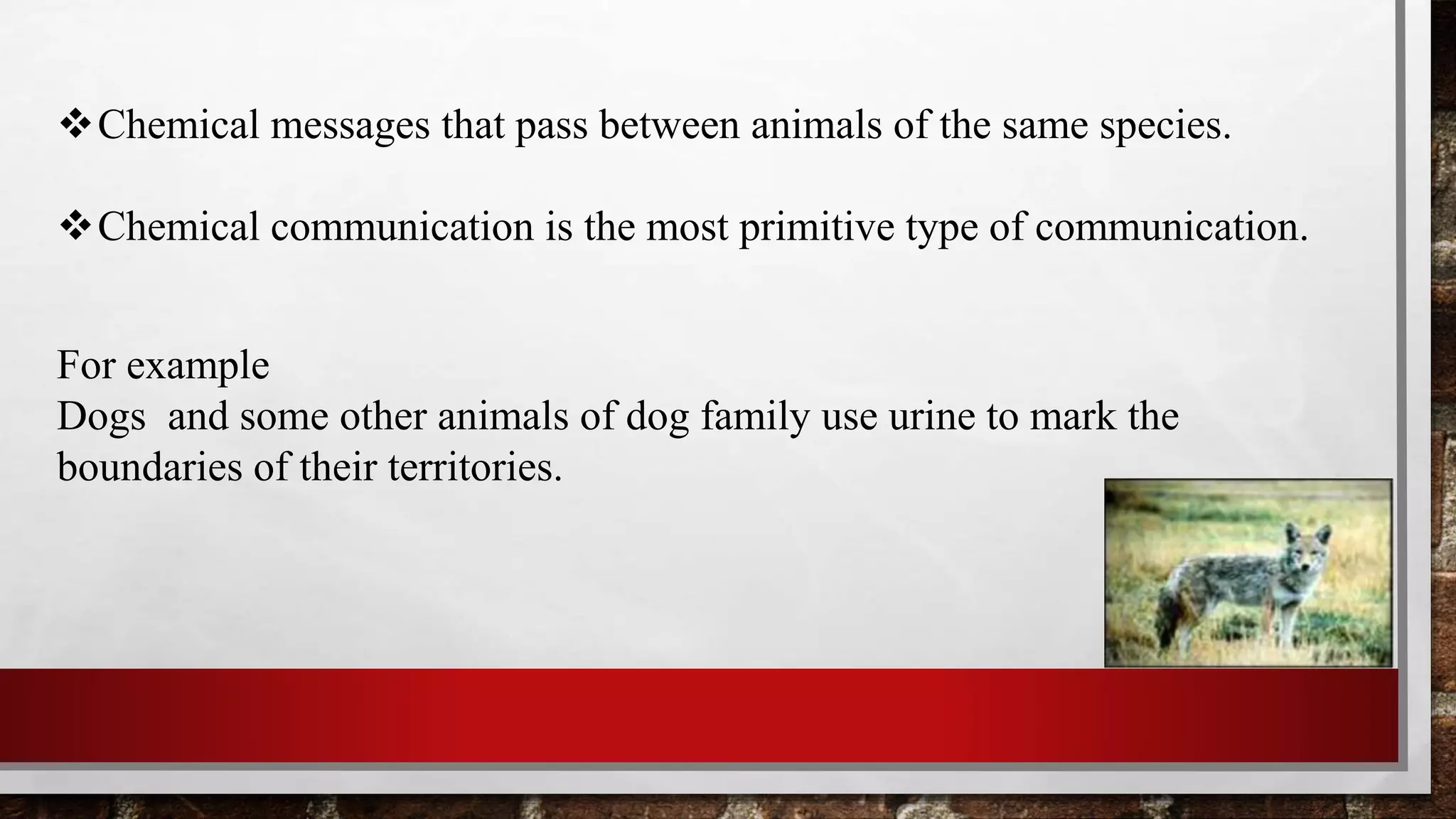 Communication in mammals | PPTX
