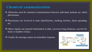 Communication in mammals | PPTX