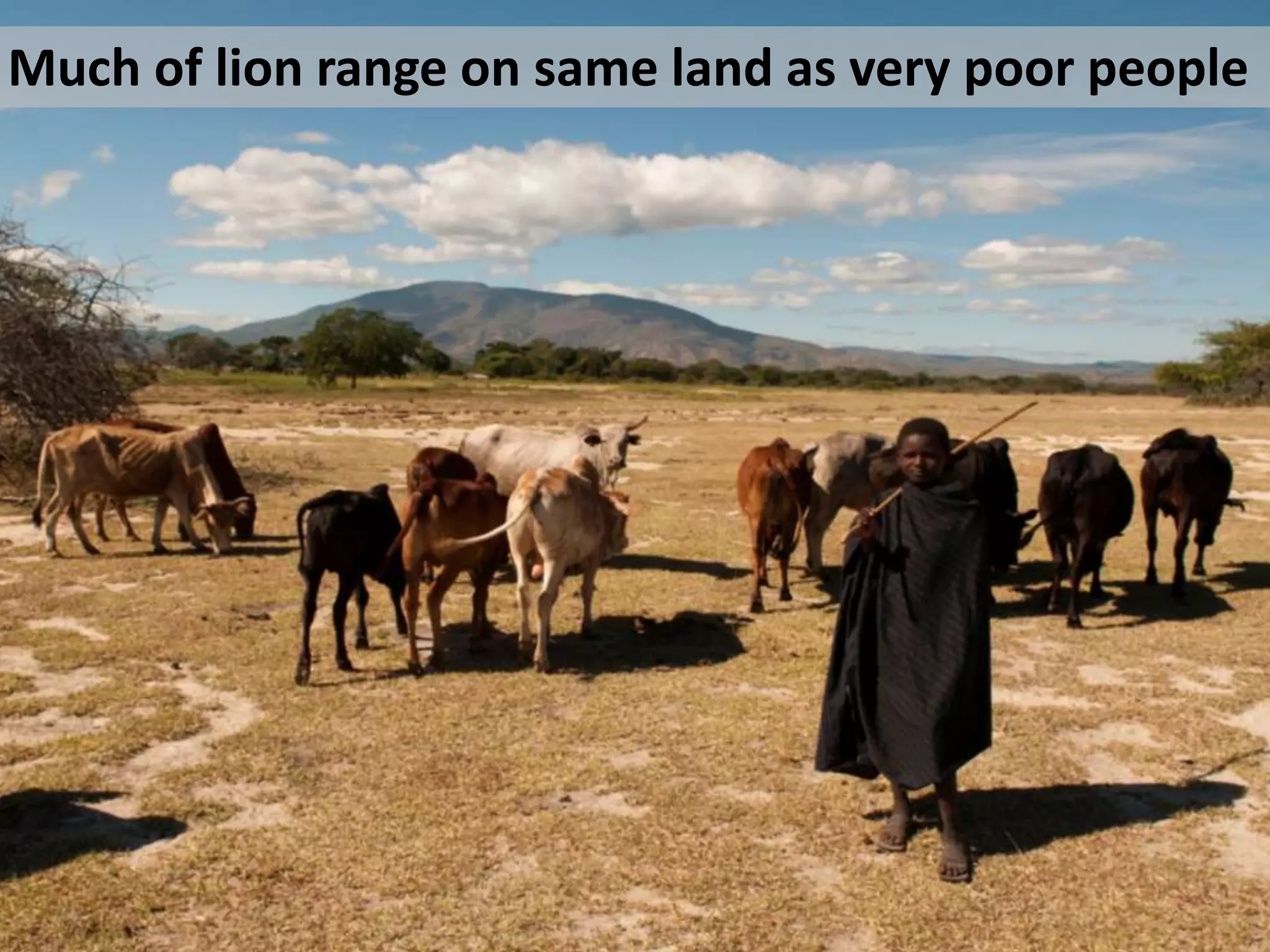 Communities, cats and camera-traps: reducing human-carnivore conflict ...