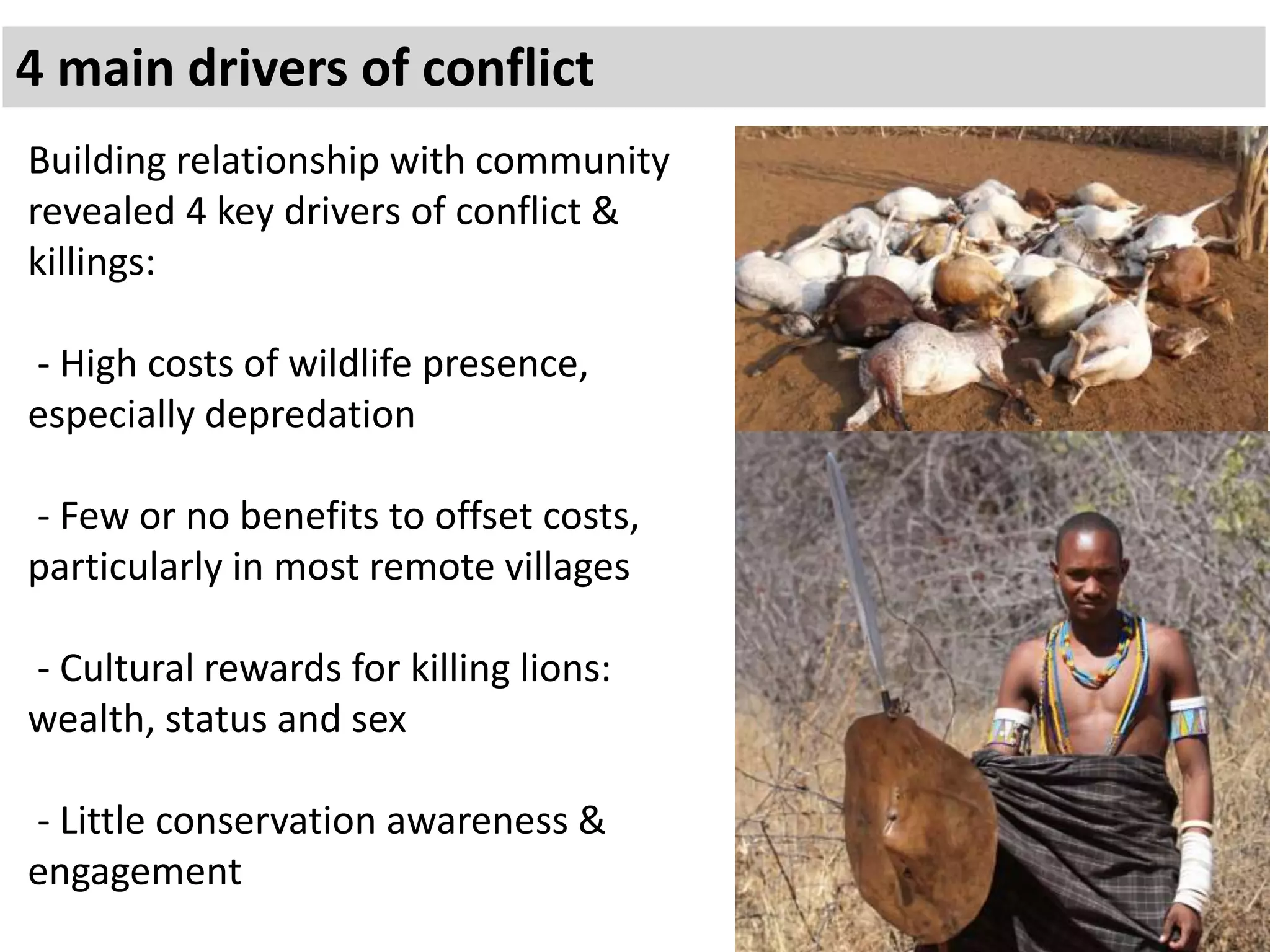 Communities, cats and camera-traps: reducing human-carnivore conflict ...