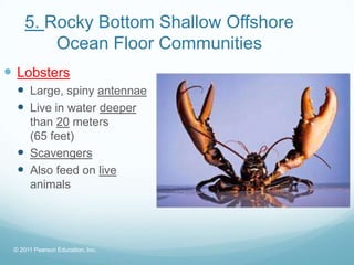 Communities of Rocky Shores | PPTX
