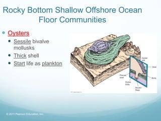 Communities of Rocky Shores | PPTX
