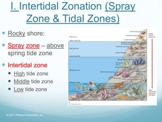 Communities of Rocky Shores | PPTX