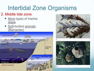 Communities of Rocky Shores | PPTX