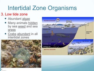 Communities of Rocky Shores | PPTX