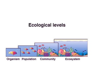 Community ecology.ppt