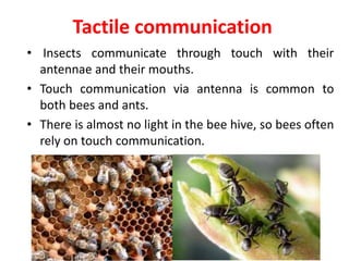 Communucation among insects | PPT