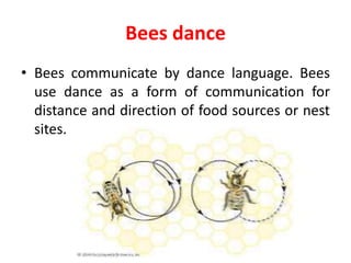 Communucation among insects | PPTX