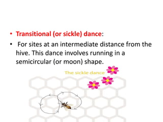Communucation among insects | PPTX
