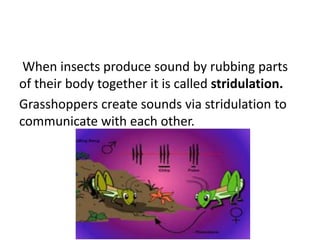 Communucation among insects | PPT