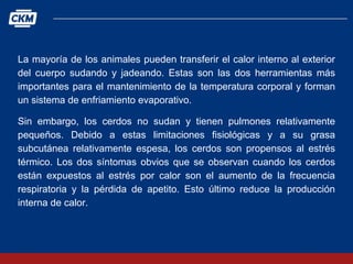 Cómo afecta el estrés calórico a los cerdos | PDF