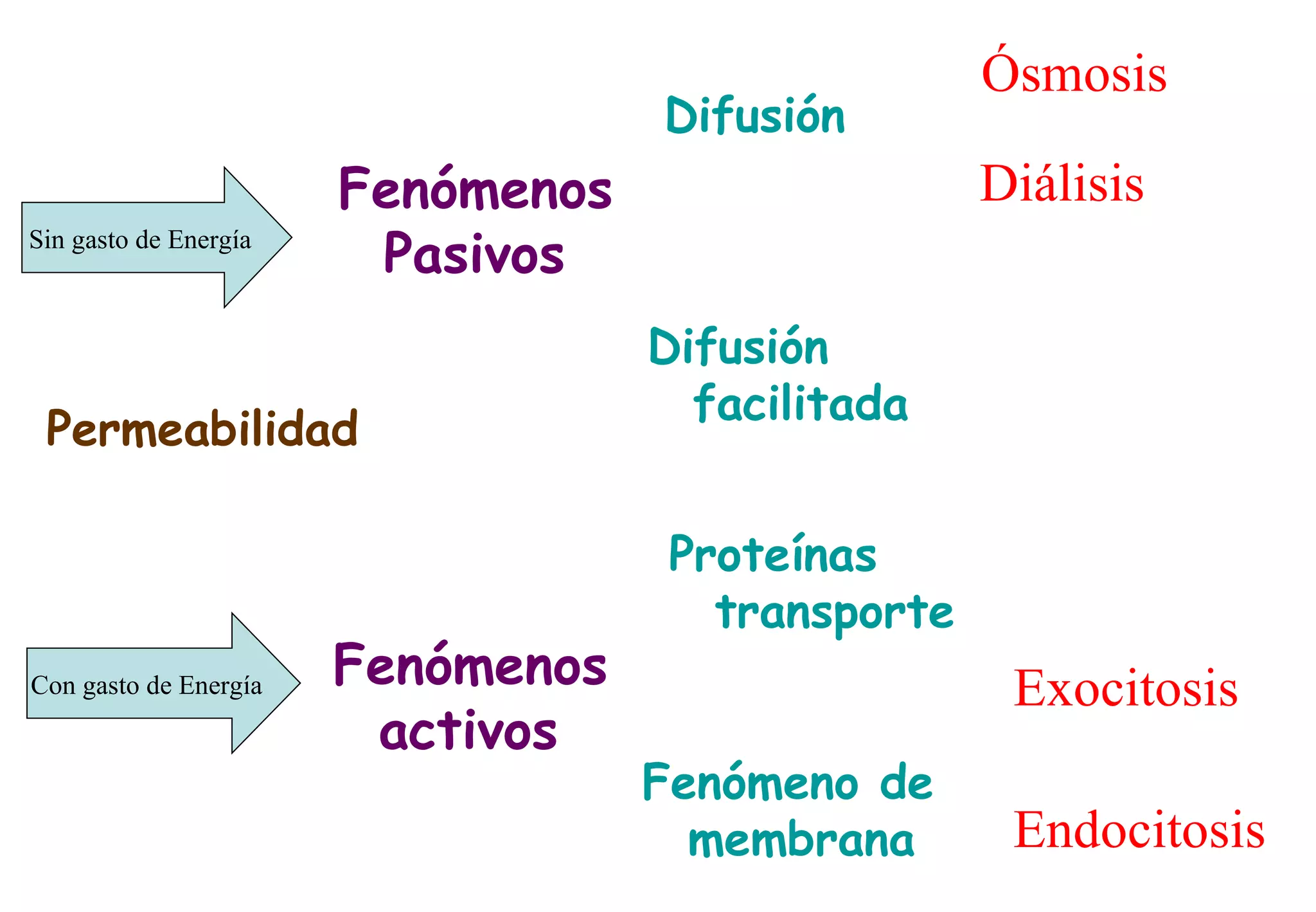 Como Entran Y Salen Sustancias De La Celula | PPT