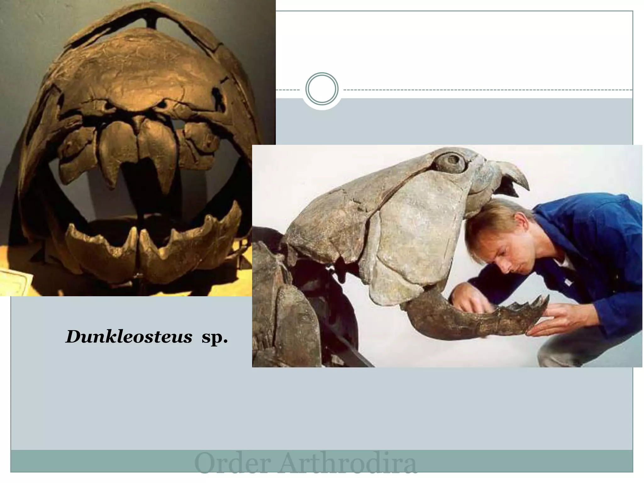 Comp.ana. ostracoderms,acanthodians,placoderms | PPTX