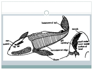 Comp.ana. ostracoderms,acanthodians,placoderms | PPTX