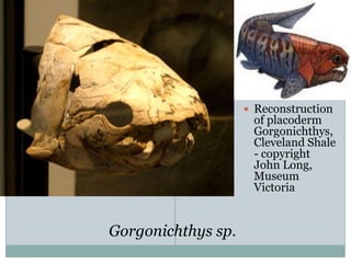 Ostracoderms And Placoderms