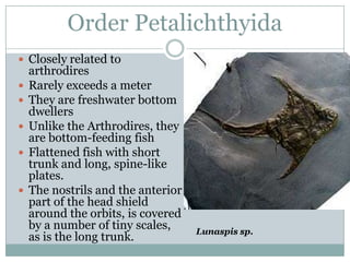 Ostracoderms And Placoderms
