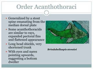 Ostracoderms And Placoderms
