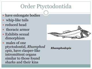 Ostracoderms And Placoderms