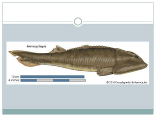 Ostracoderms And Placoderms