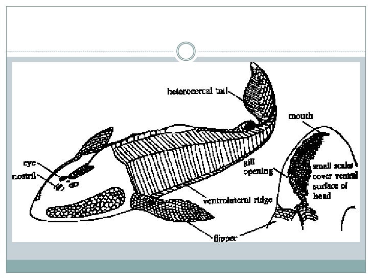 Comp.ana. ostracoderms,acanthodians,placoderms