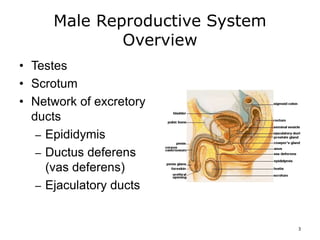 Reproductive System lecture B slides | PPT