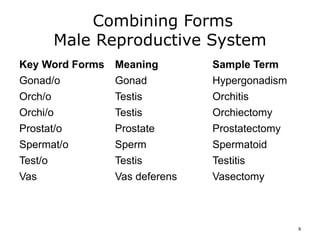 Reproductive System lecture B slides | PPT