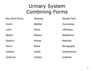 Urinary System lecture slides | PPTX