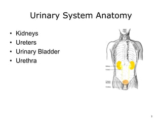 Urinary System lecture slides | PPTX