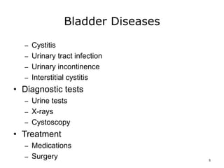 Urinary System lecture slides | PPTX