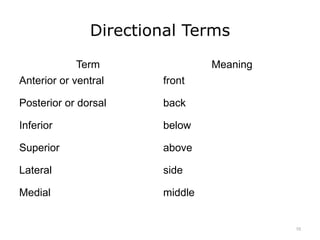 Body Organization | Lecture C | PPT