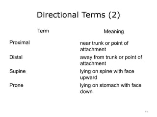 Body Organization | Lecture C | PPT