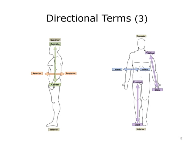 Body Organization | Lecture C | PPT
