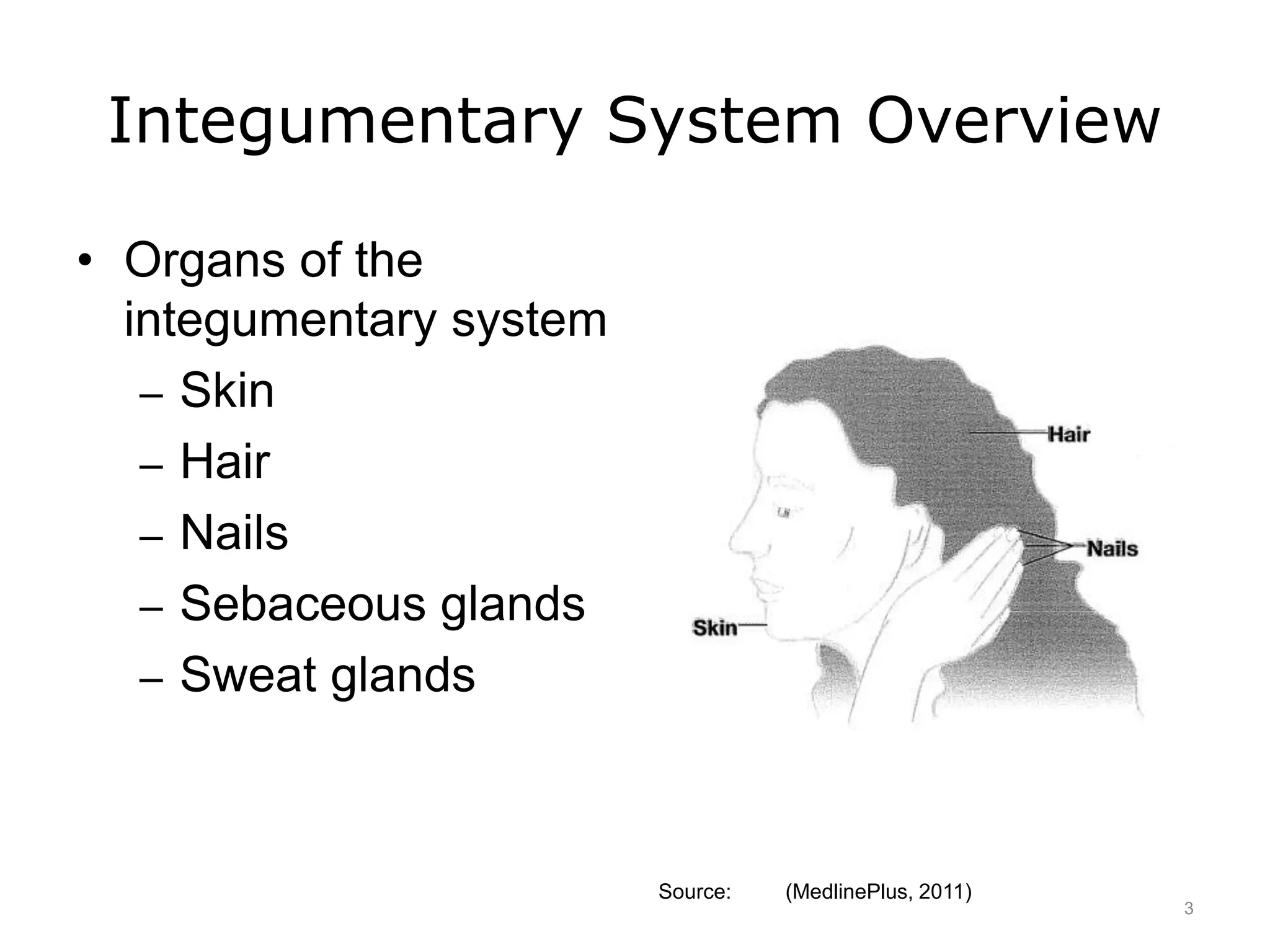 Integumentary System -Lecture A slides | PPT