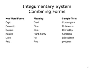 Integumentary System -Lecture A slides | PPT
