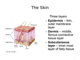 Integumentary System -Lecture A slides | PPT