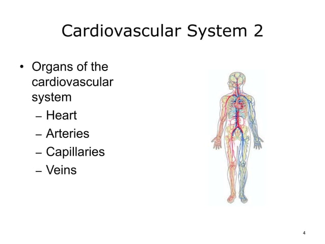 Cardiovascular System lecture slides | PPT