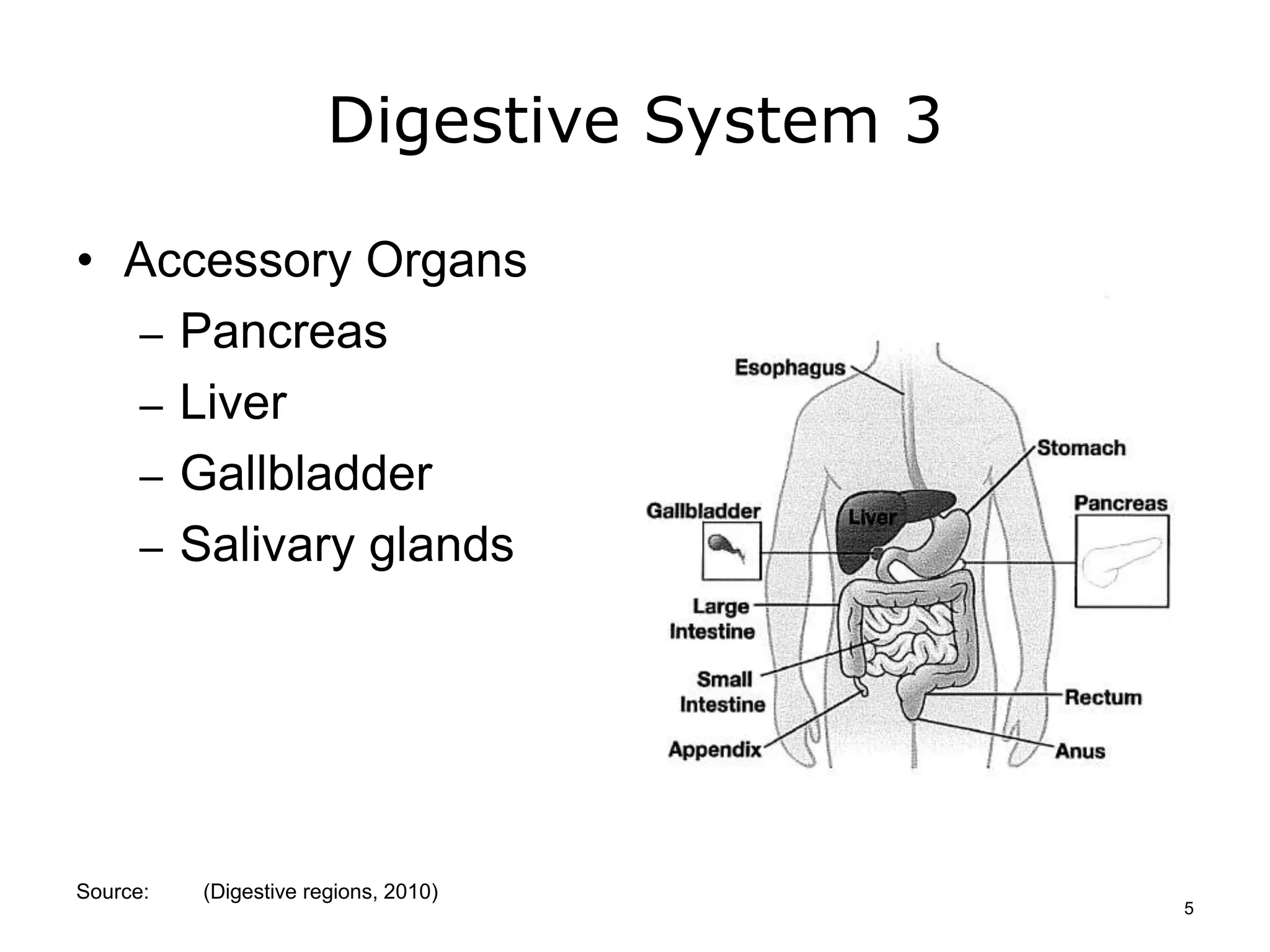 Digestive System lecture slides | PPT