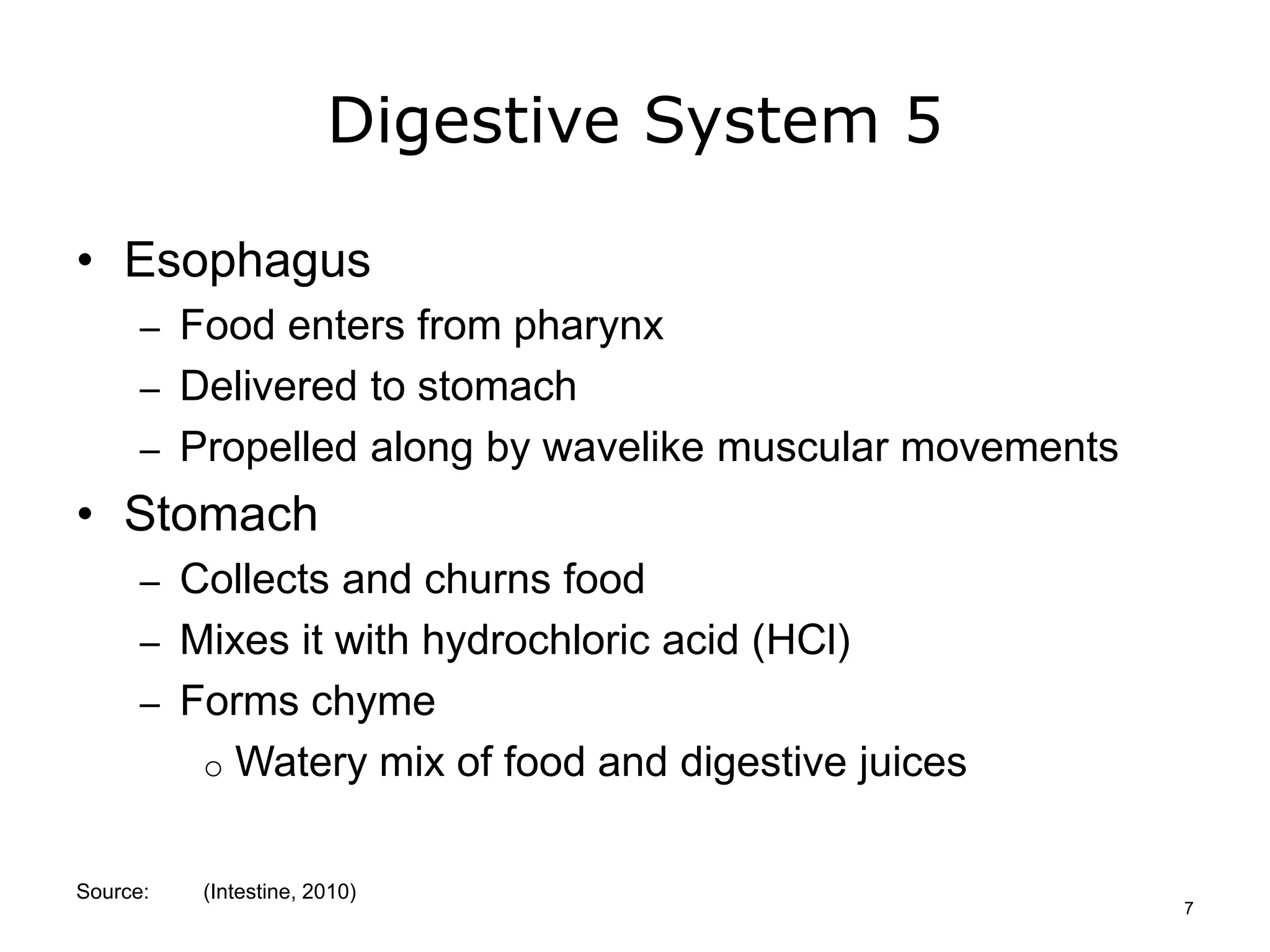 Digestive System lecture slides | PPT