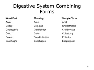 Digestive System lecture slides | PPT