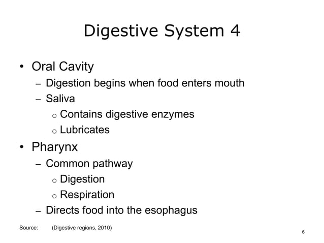 Digestive System lecture slides | PPT