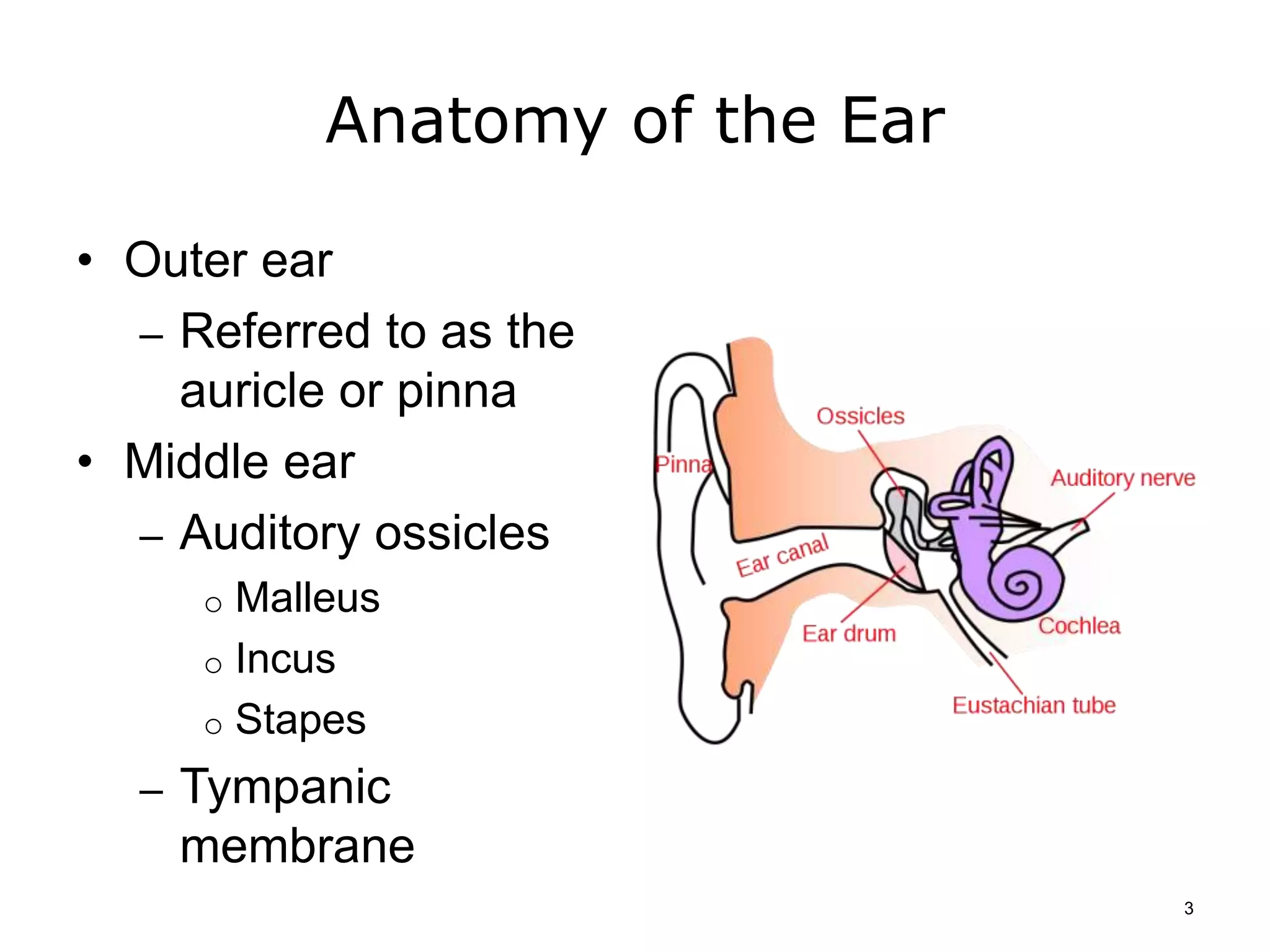 Ears, Nose, Throat, Eye and Vision lecture A slides | PPTX