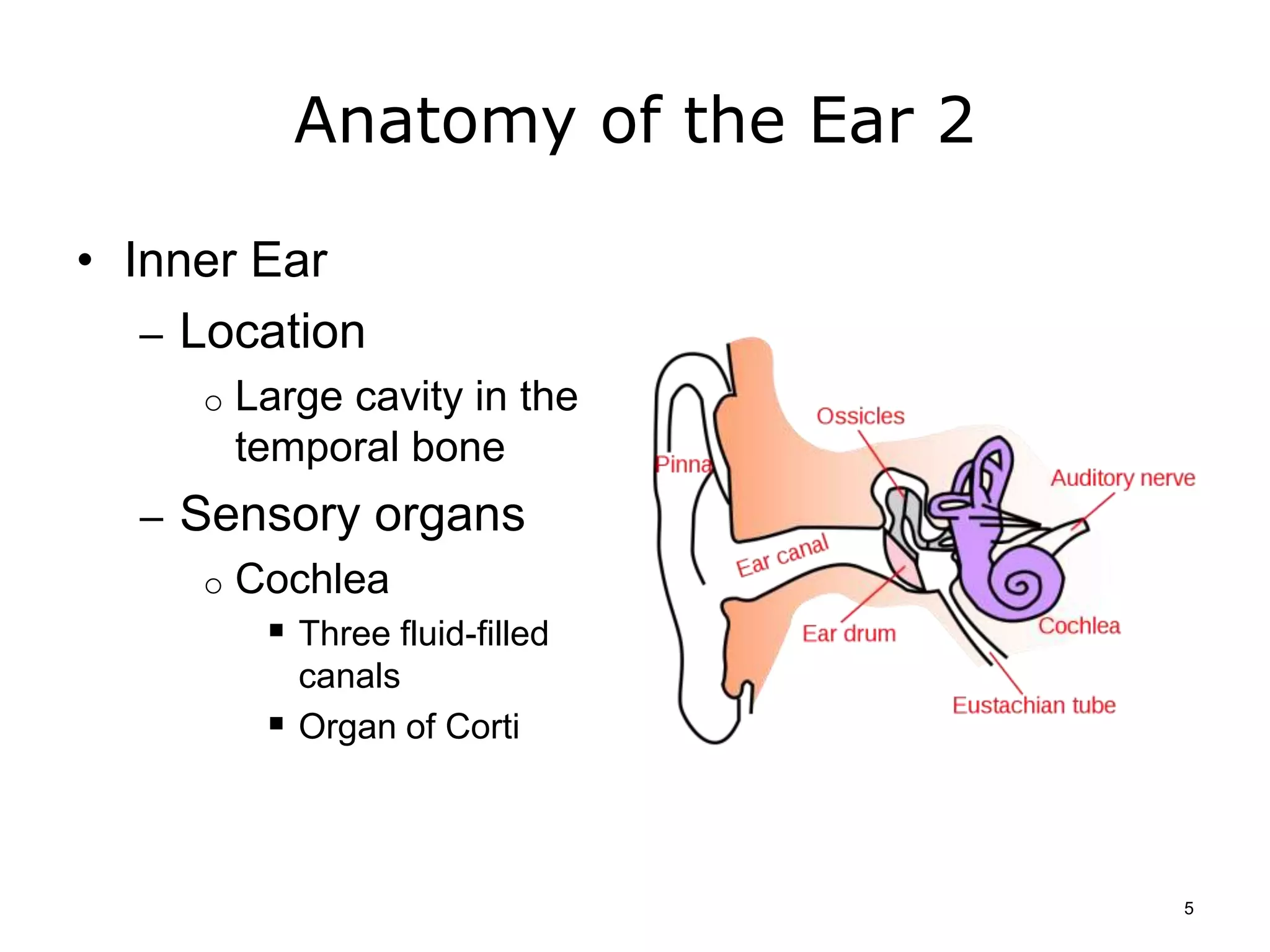 Ears, Nose, Throat, Eye and Vision lecture A slides | PPTX